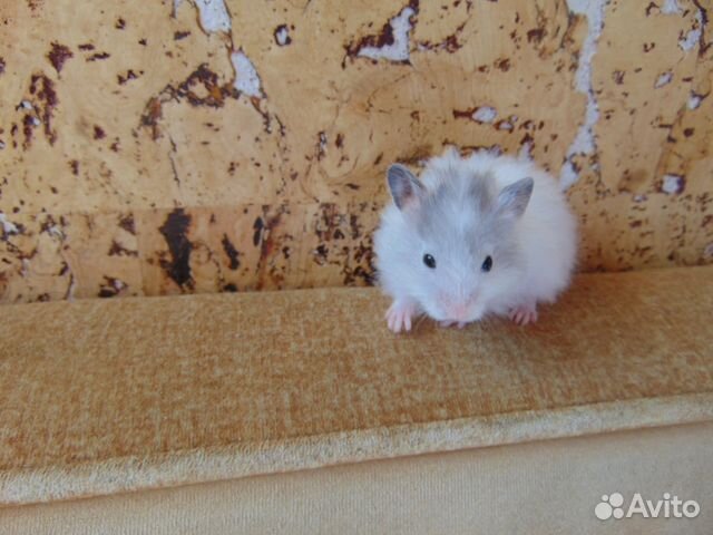 Сирийские, ангорские хомяки, клетки