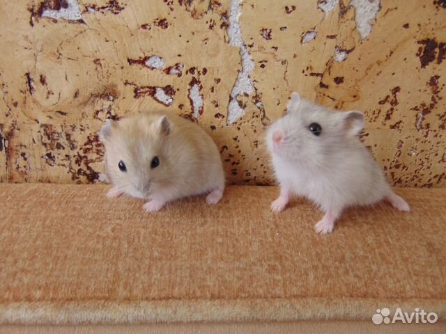 Джунгарские хомяки и кэмпбелла, клетки