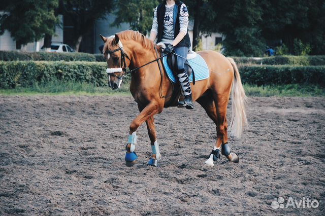 Жеребец Фёст