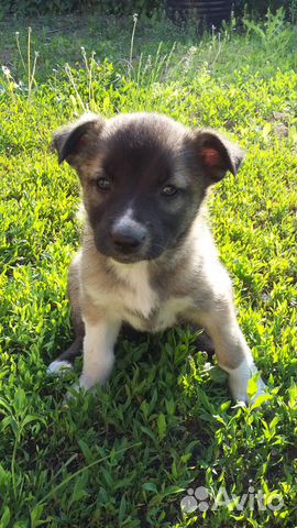 Элитный щенок породы двортерьер