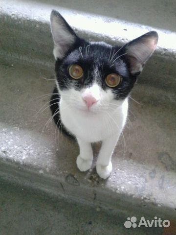 Станьте другом коту Гошке