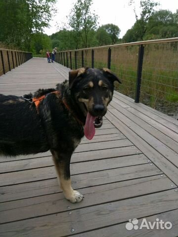 Собака в добрые руки, Брэд ищет дом