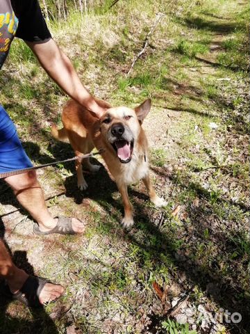 Бородач Хутч собака ищет дом