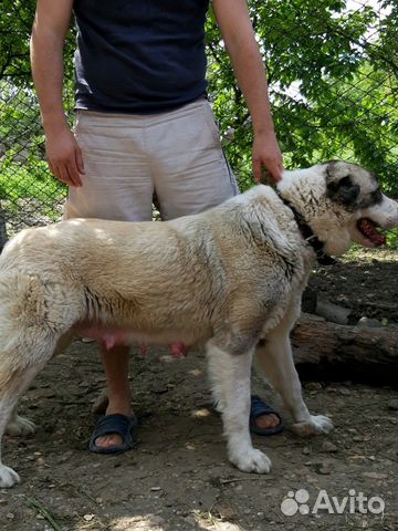 Щенки Среднеазматской овчарки