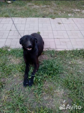 Отдадим собаку в добрые руки