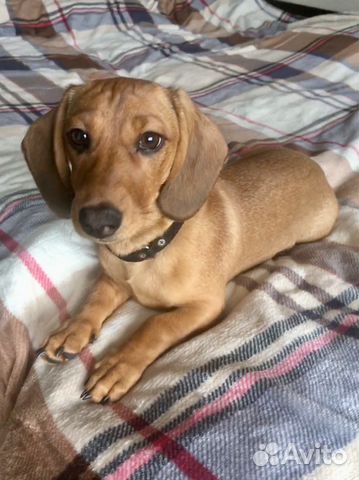 Продам таксу