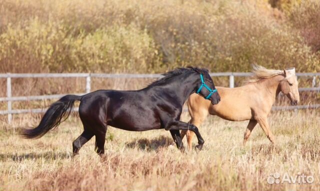 Продам молодую кобылу
