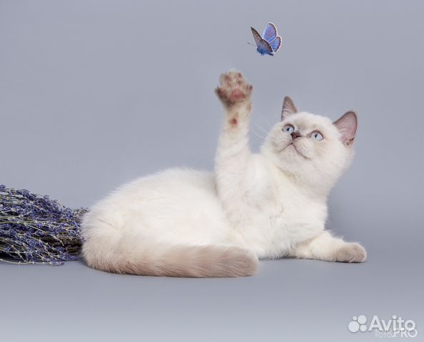 Британские котята. Питомник Wertvoll Snow