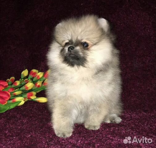 Милые смешарики