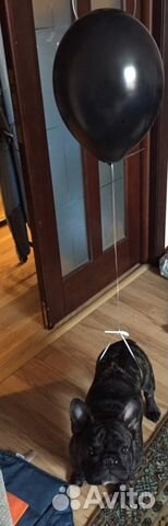 Вязка. Парень ждет девочку