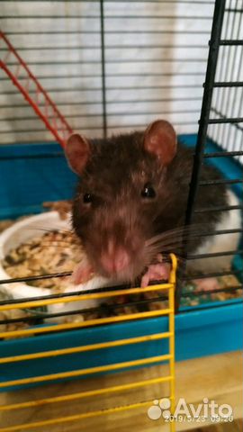Крыс с клеткой. В дар