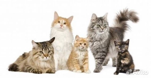 Коты, кошки, котята разного окраса и возраста