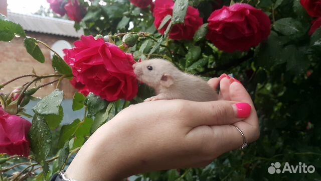 Крыса дамбо сиам