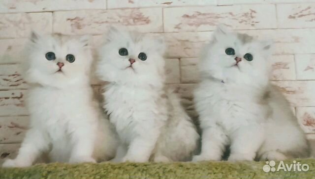 Длинношерстные британцы