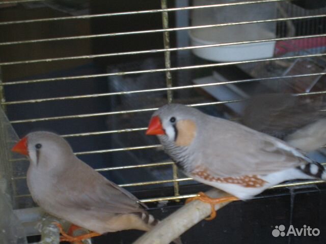 Зебровые амадины