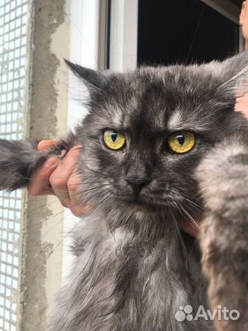 Персидский кот