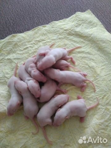 Малыши белой домашней крыски