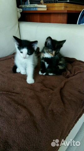 Котята