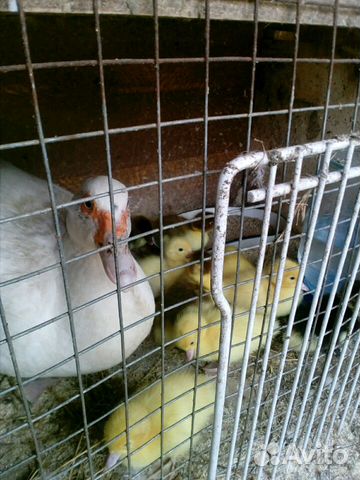 Мускустные утки