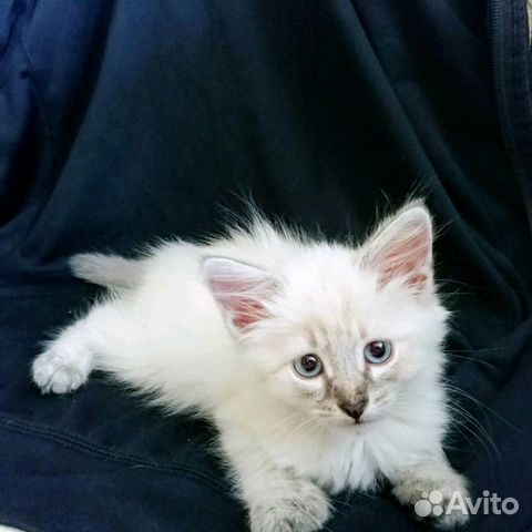 Котенок (кошечка) 3мес