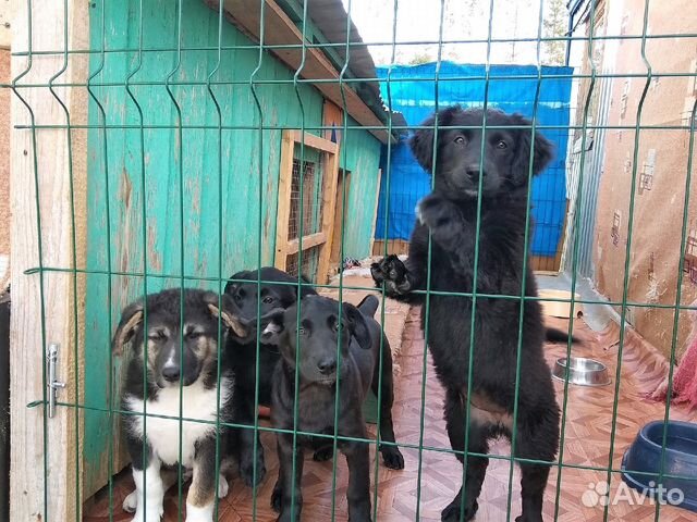 Щеночки из приюта ищут дом