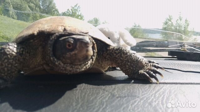 Сухопутная черепашка