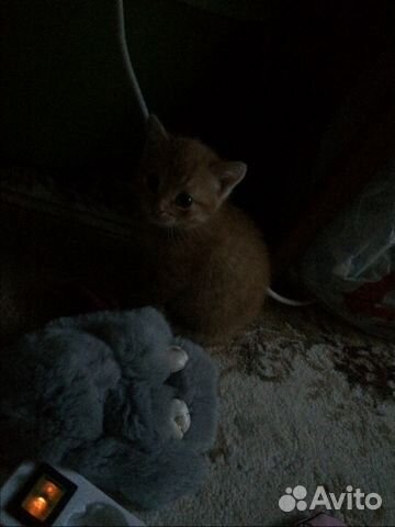 Отдам маленького котика