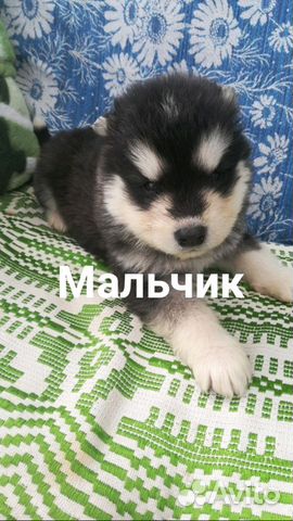 Аляскинский маламут