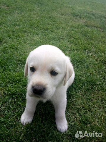 Щенки лабрадора