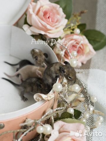 Малыши дегу, разные окрасы