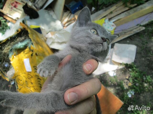 Спасем от гибели котят - 6 шт