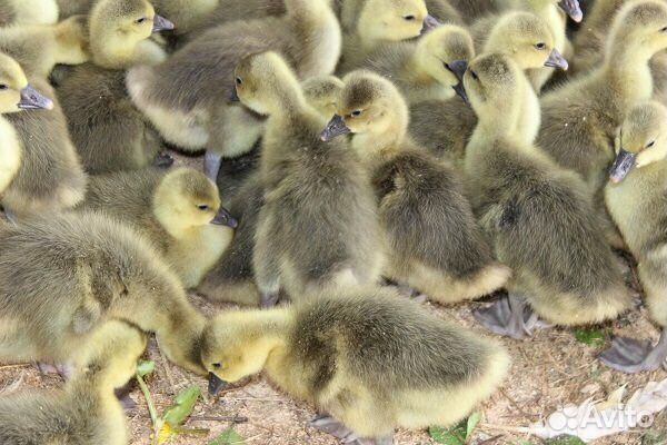 Гуси серые крупные