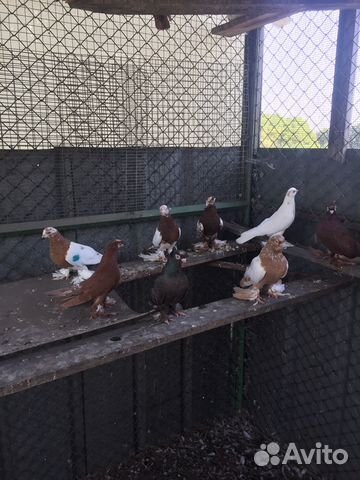 Голуби узбекские и бакинские