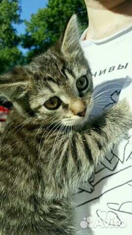 Котенок Ева приносит удачу