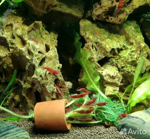 Креветки вишни (Neocaridina Red Cherry)