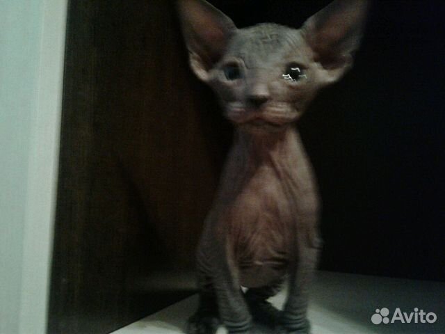 Данской свинкс