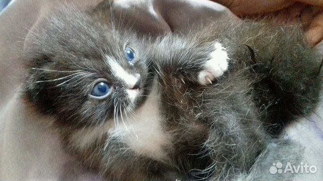 Отдадим пушистика в добрые руки