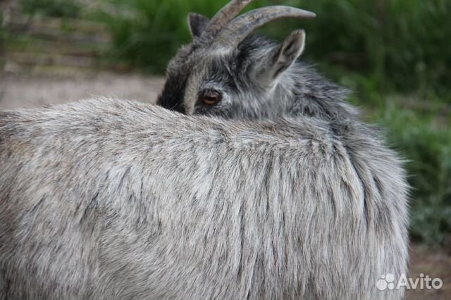 Камерунские козлы