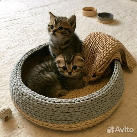 Шотландские котята