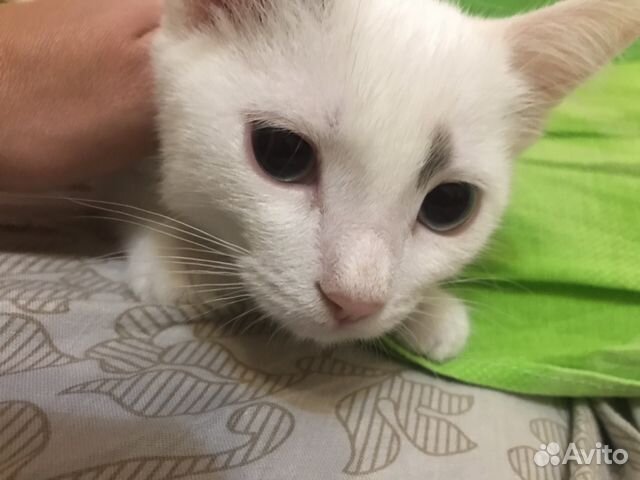 Котёнок