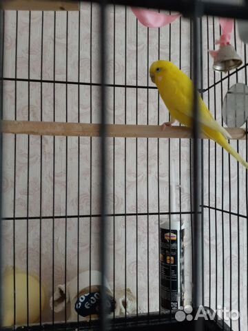 Отдам даром желтого попугая