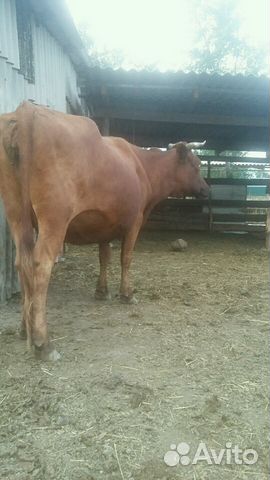 Корова глубоко-стельная