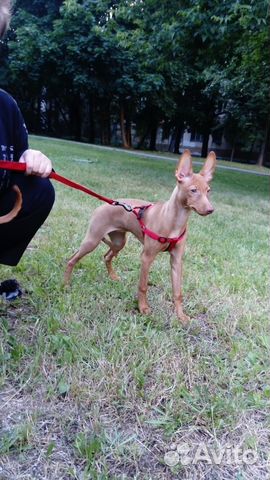 Щенок Чирнеко дель Этна