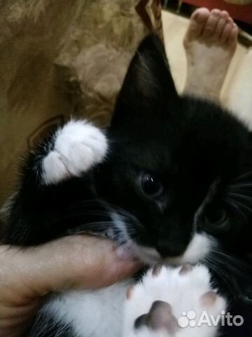Котята бесплатно