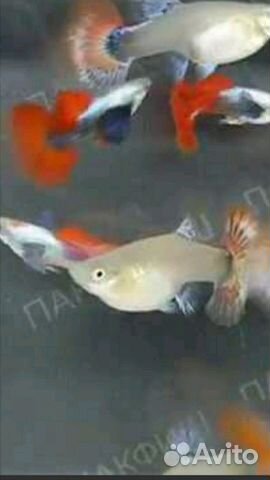 Гуппи дамбо такседо платиновый краснохвостый