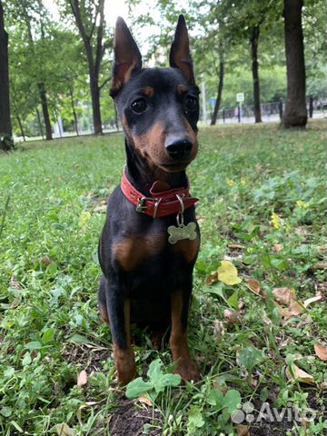 Цвергпинчер минидоберман