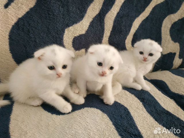 Котята вислоухие британцы