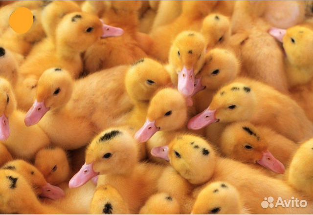 Утята Мулард