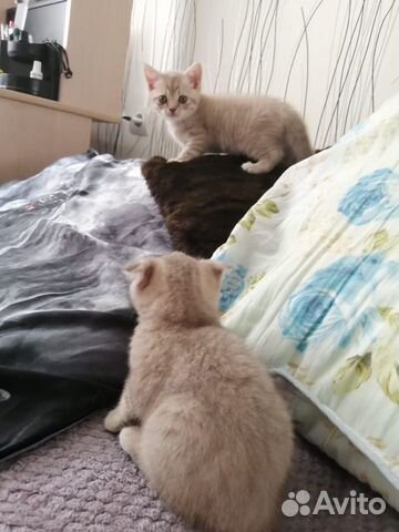 Продаётся кошечка британской породы