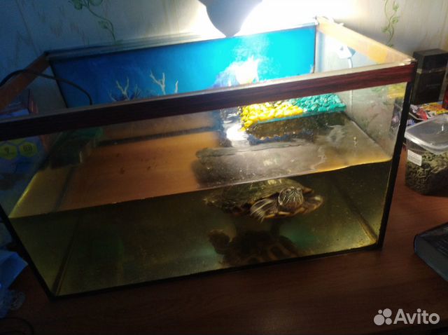 Отдам в хорошие руки красноухую черепаху